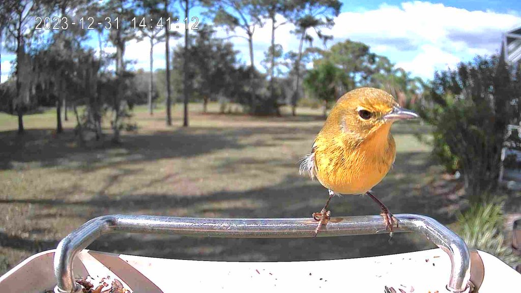 A.I. enhanced bird feeder | Poker Chip Forum