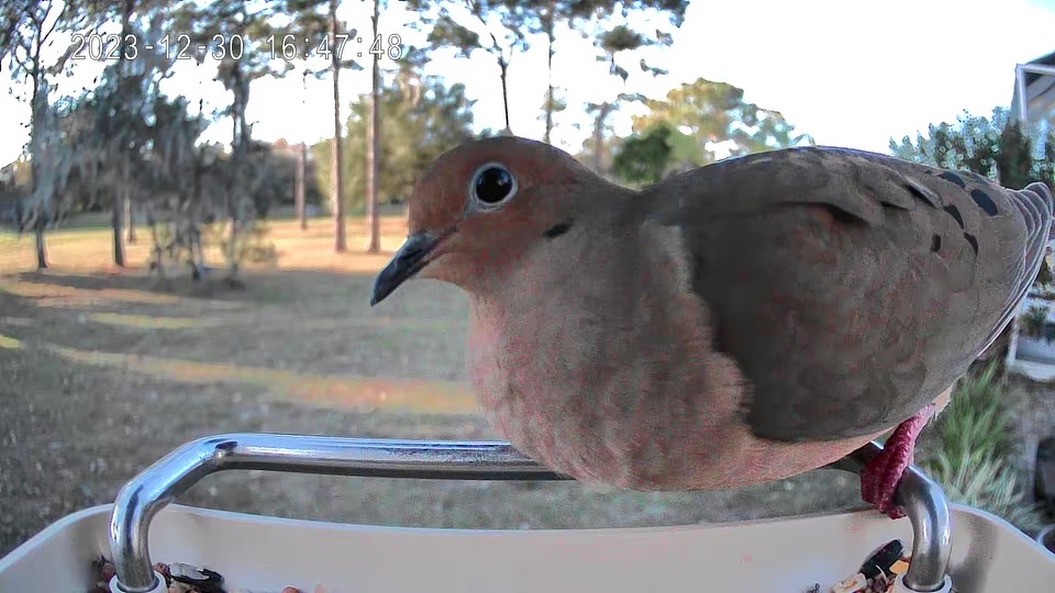 A.I. enhanced bird feeder | Poker Chip Forum