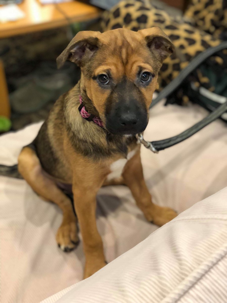 Harper puppy pr0n | Poker Chip Forum