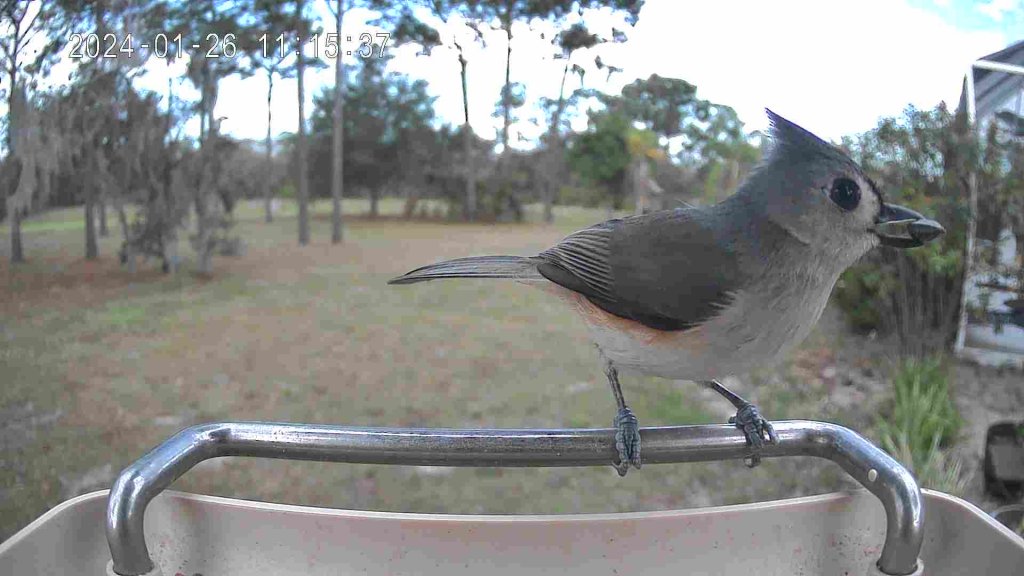 A.I. enhanced bird feeder | Poker Chip Forum