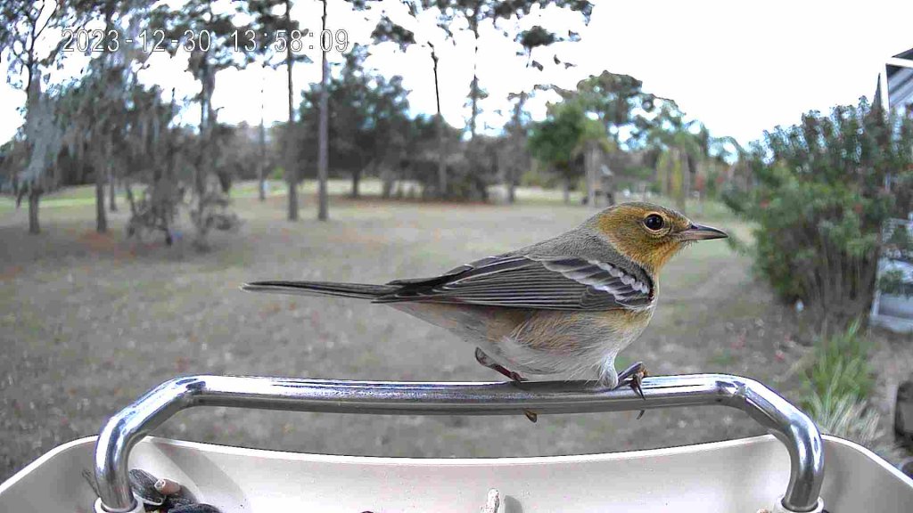 A.I. enhanced bird feeder | Poker Chip Forum