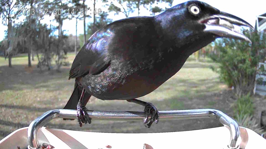 A.I. enhanced bird feeder | Poker Chip Forum
