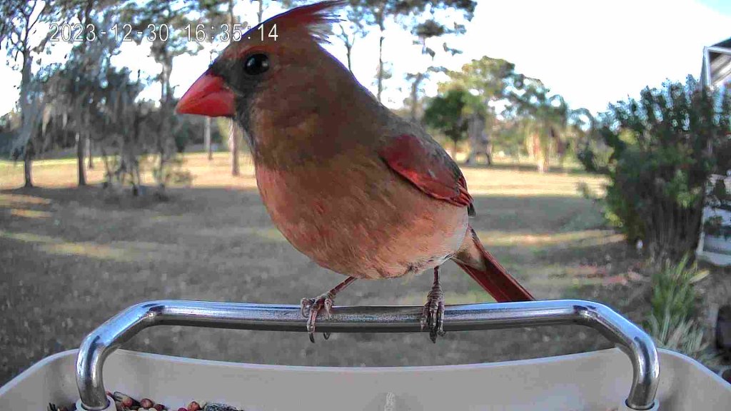 A.I. enhanced bird feeder | Poker Chip Forum