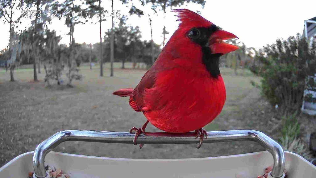 A.I. enhanced bird feeder | Poker Chip Forum