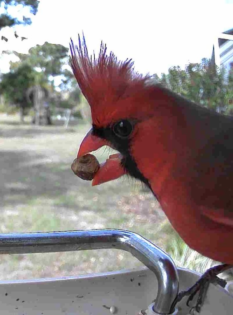 A.I. enhanced bird feeder | Poker Chip Forum